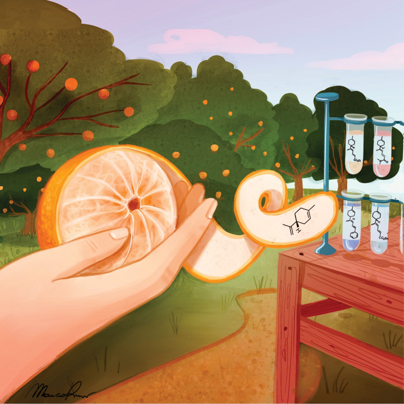 Valorisation verte du limonène : vers des procédés durables | CNRS Chimie Valorisation verte du limonène : vers des procédés durables | CNRS Chimie